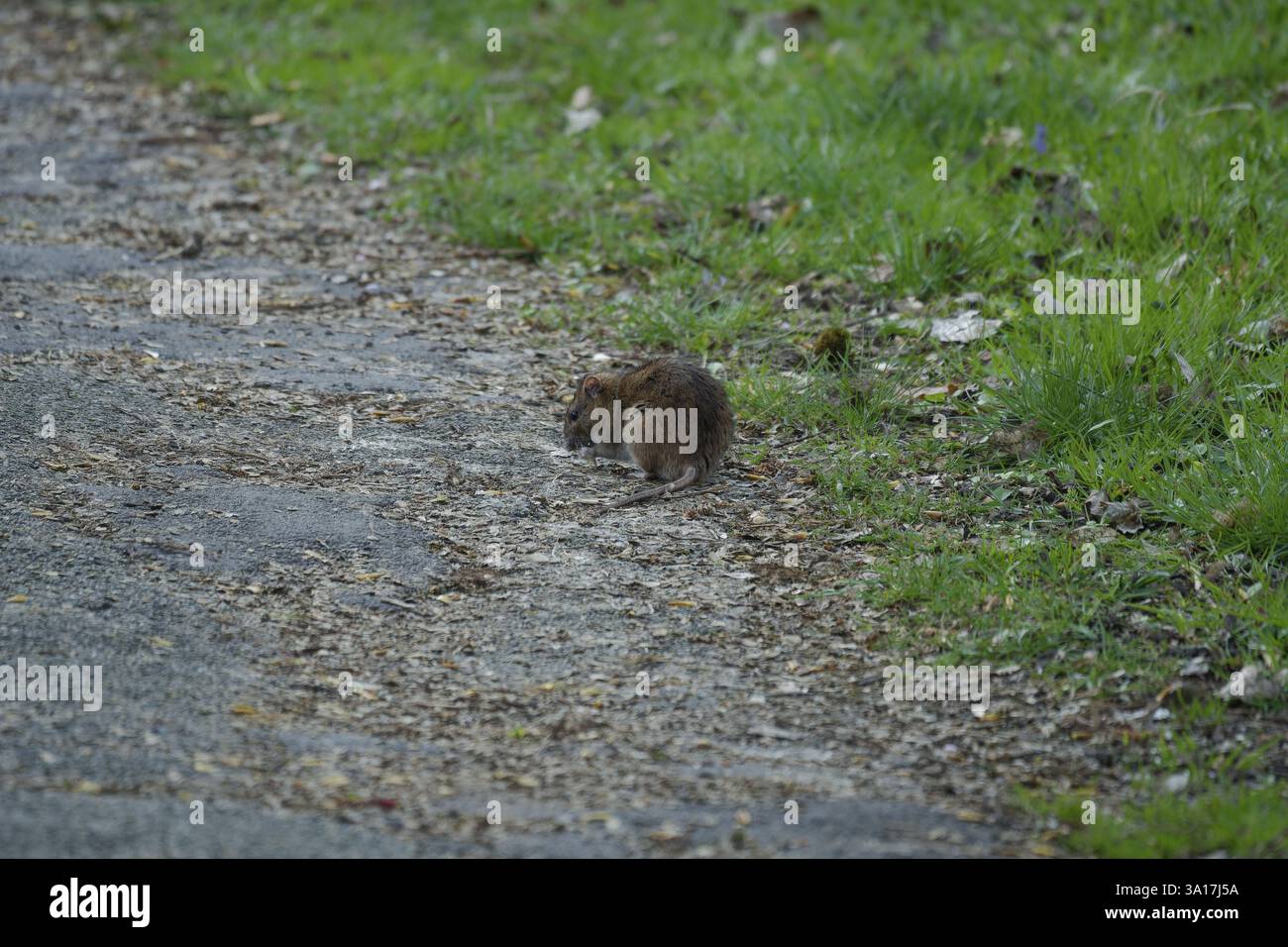 Norway rat (Rattus norvegicus), rat, rodent, insect, rat control, urban ...