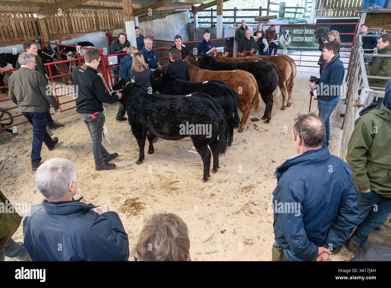 Judging suckler beef cattle at Pateley Bridge Auctioin Mart, North ...