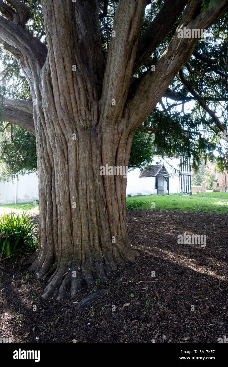 Large ancient yew tree in St. Nicholas churchyard, Warndon, Worcester ...