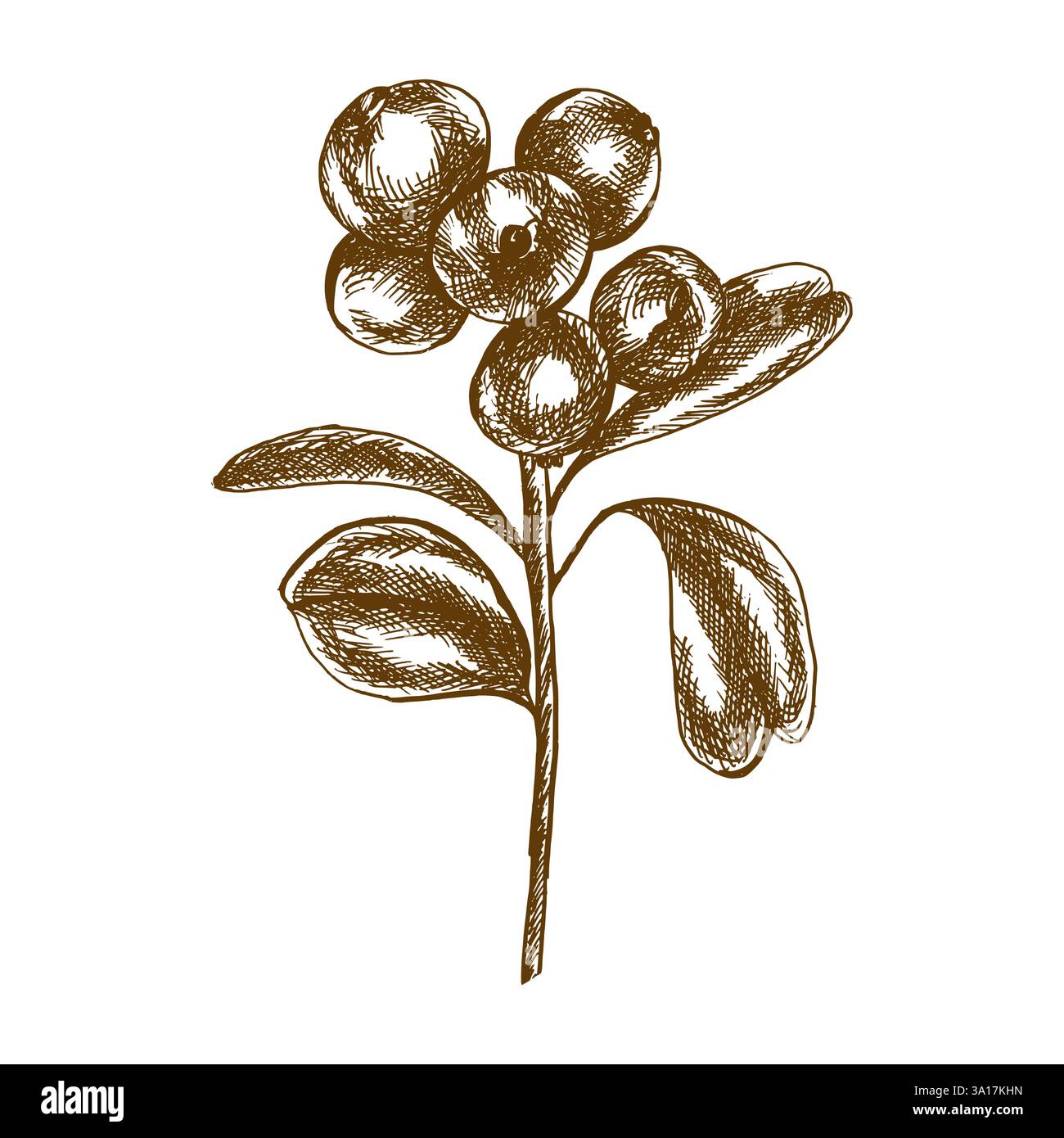 Cranberry branch with fruits and leaves vector illustration. Hand drawn ...