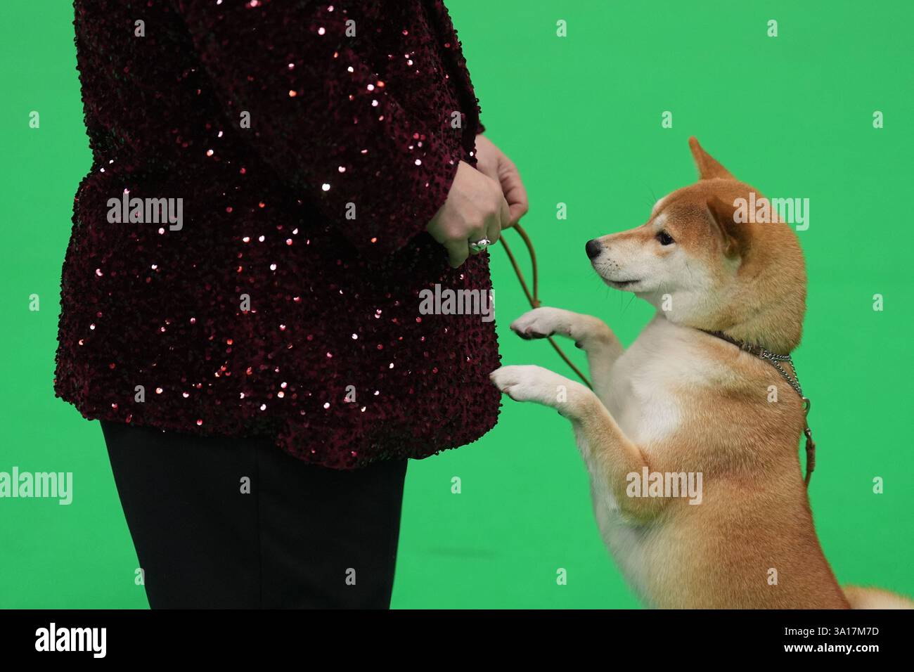 A Shiba Inu at the Crufts Dog Show at the National Exhibition Centre ...