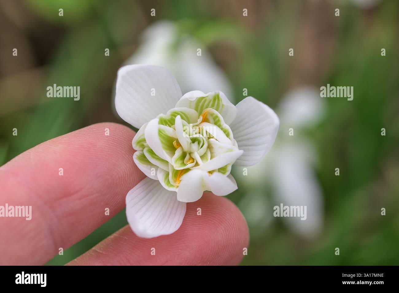 A detailed look at a double-flowered snowdrop delicately held by ...