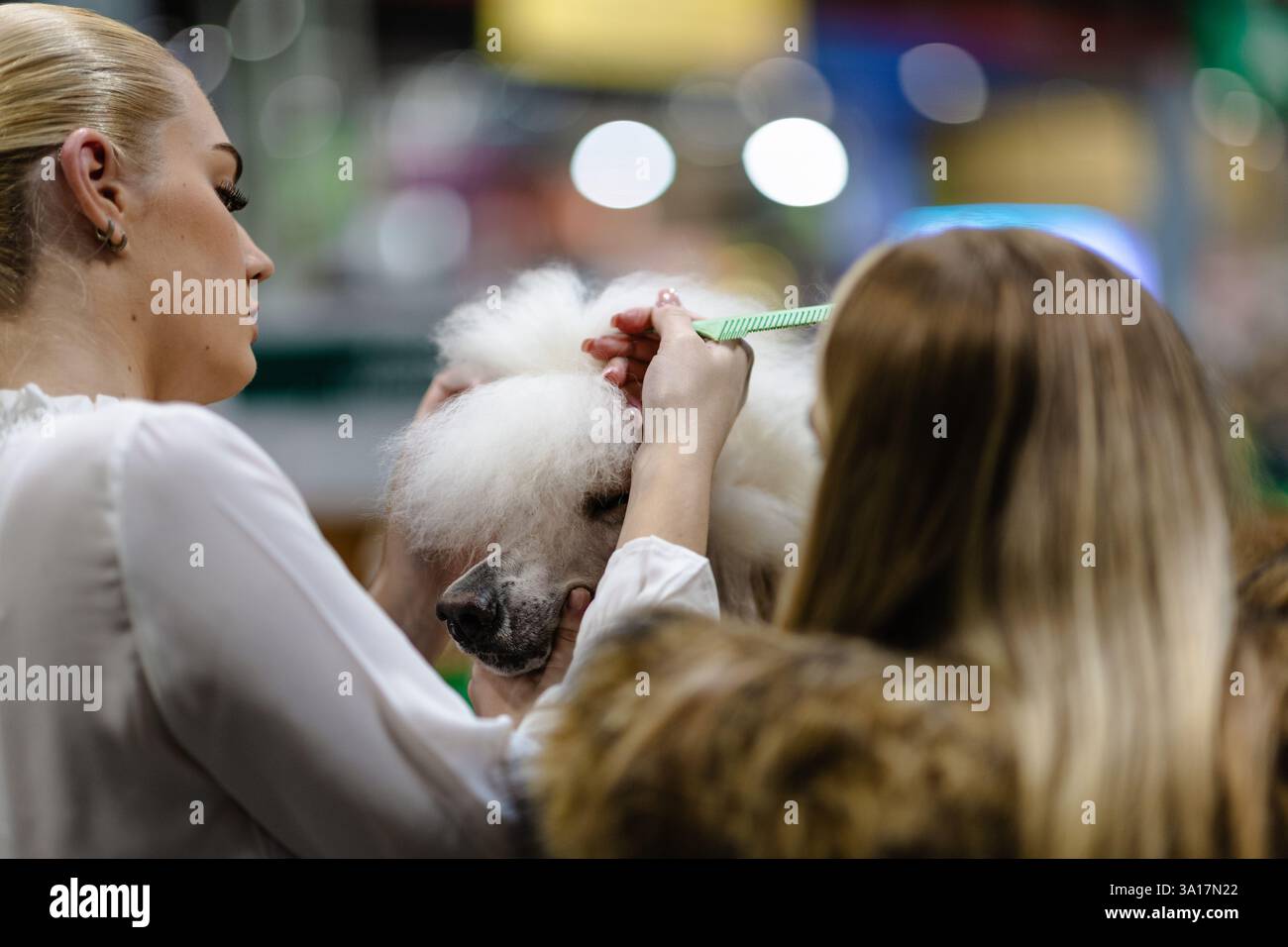 Crufts 2025 standard poodle hi-res stock photography and images - Alamy