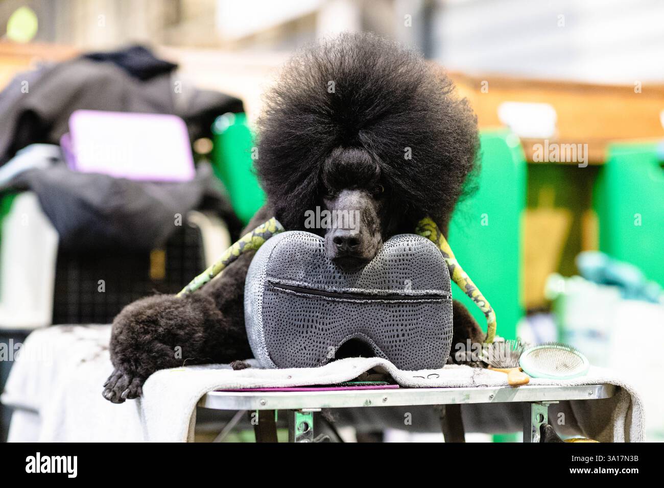 Birmingham, 7 March 2025. A Standard Poodle gets a final groom before ...
