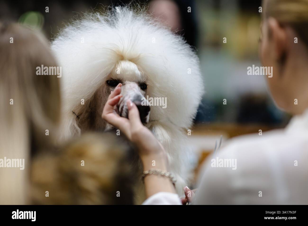 Crufts 2025 standard poodle hi-res stock photography and images - Alamy
