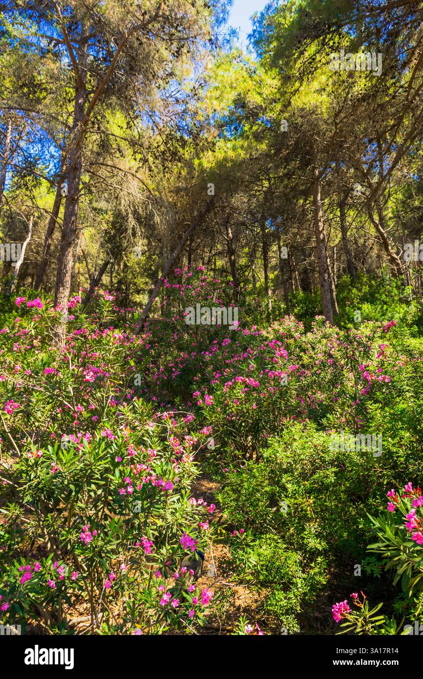 View of stream in Plaka forest park on Kos island, Greece Stock Photo ...