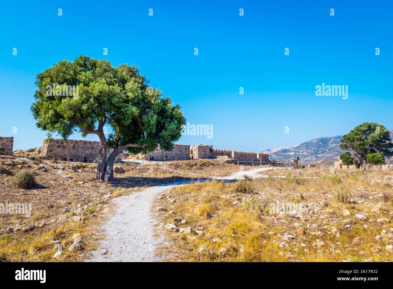 Olive tree in Antimachia Castle in Antimachia village, Kos island ...
