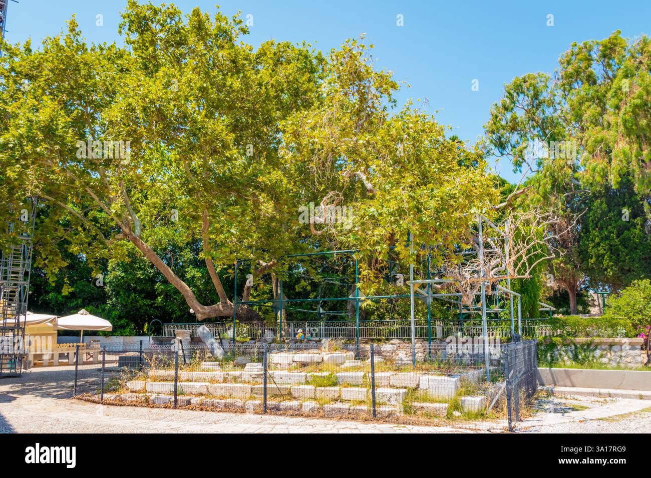 Plane Tree of Hippocrates in Kos town, Kos island, Greece Stock Photo ...