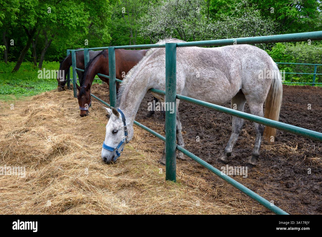 Horses in a paddock spring hi-res stock photography and images - Alamy
