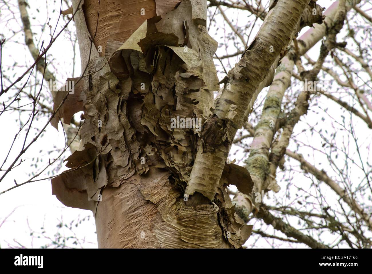 Silver Birch tree. Dead with flaking bark Stock Photo - Alamy