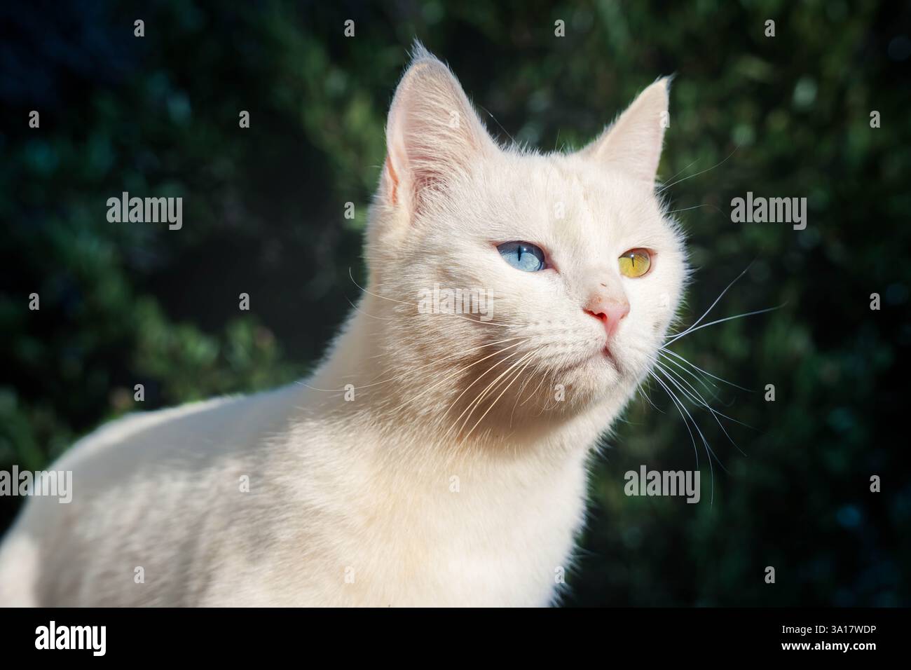 A white cat with two diffrent color eyes in the jungle, I took this ...