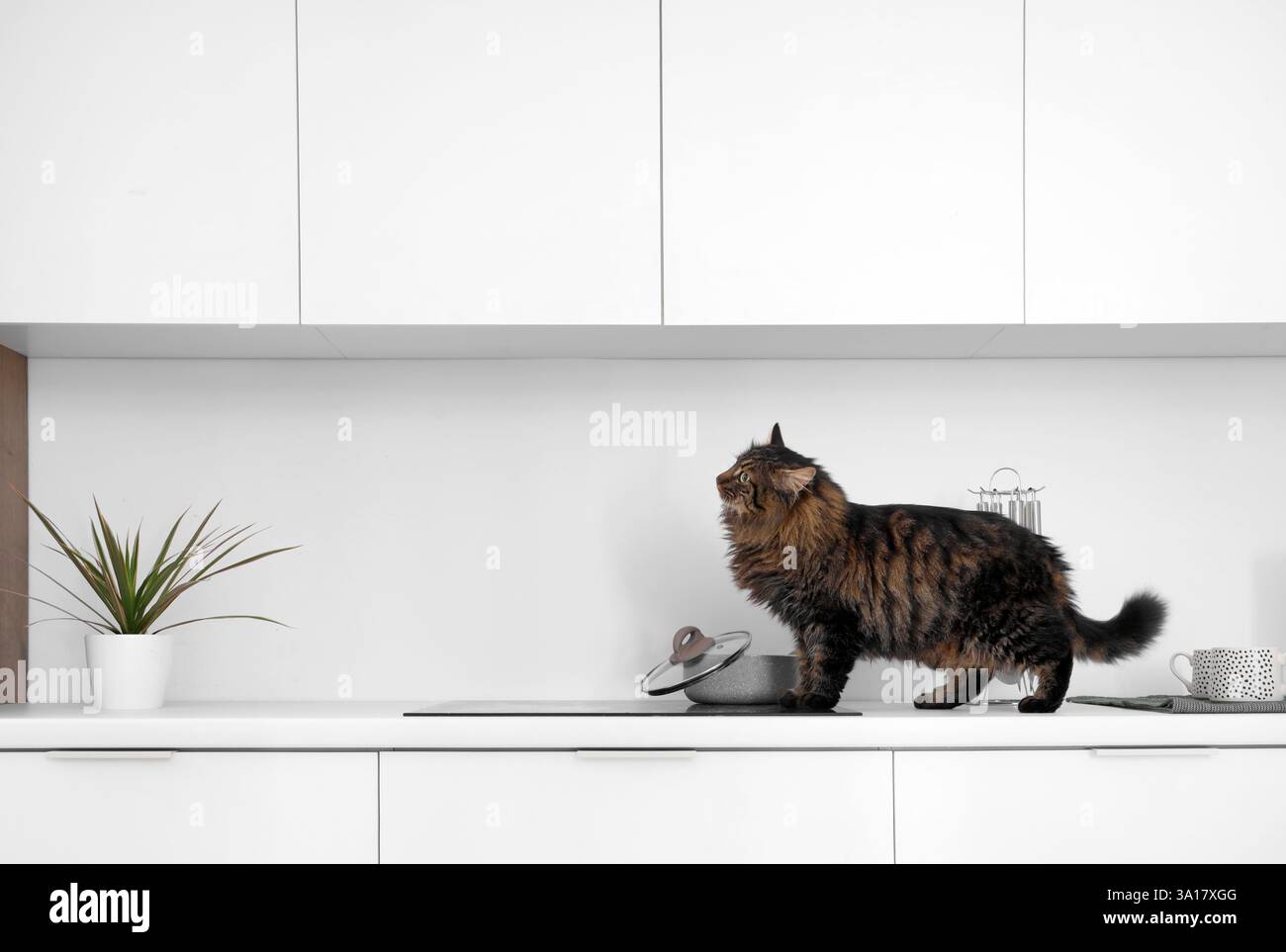 Cat in cooking pot hi-res stock photography and images - Alamy
