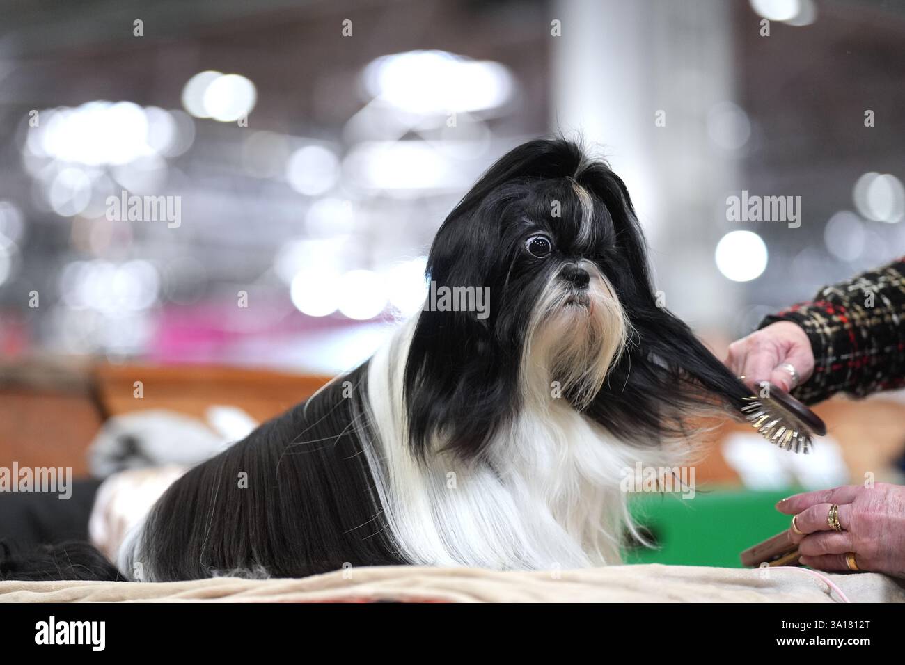 A woman grooms a Shih Tzu at the Crufts Dog Show at the National ...