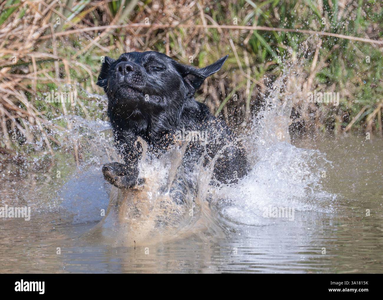 Black labrador retriever jumping into water hi-res stock photography ...