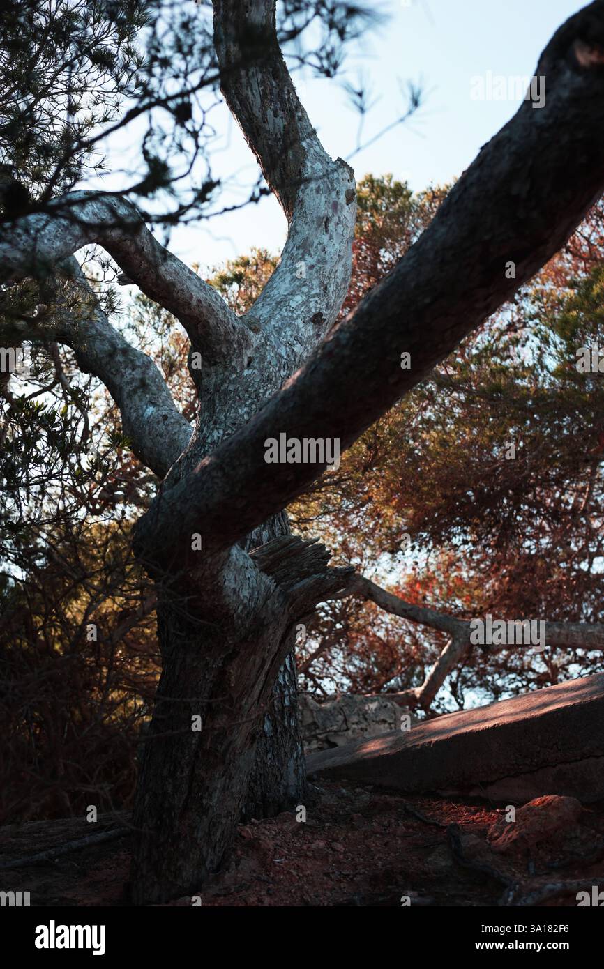 Captivating forest hi-res stock photography and images - Alamy