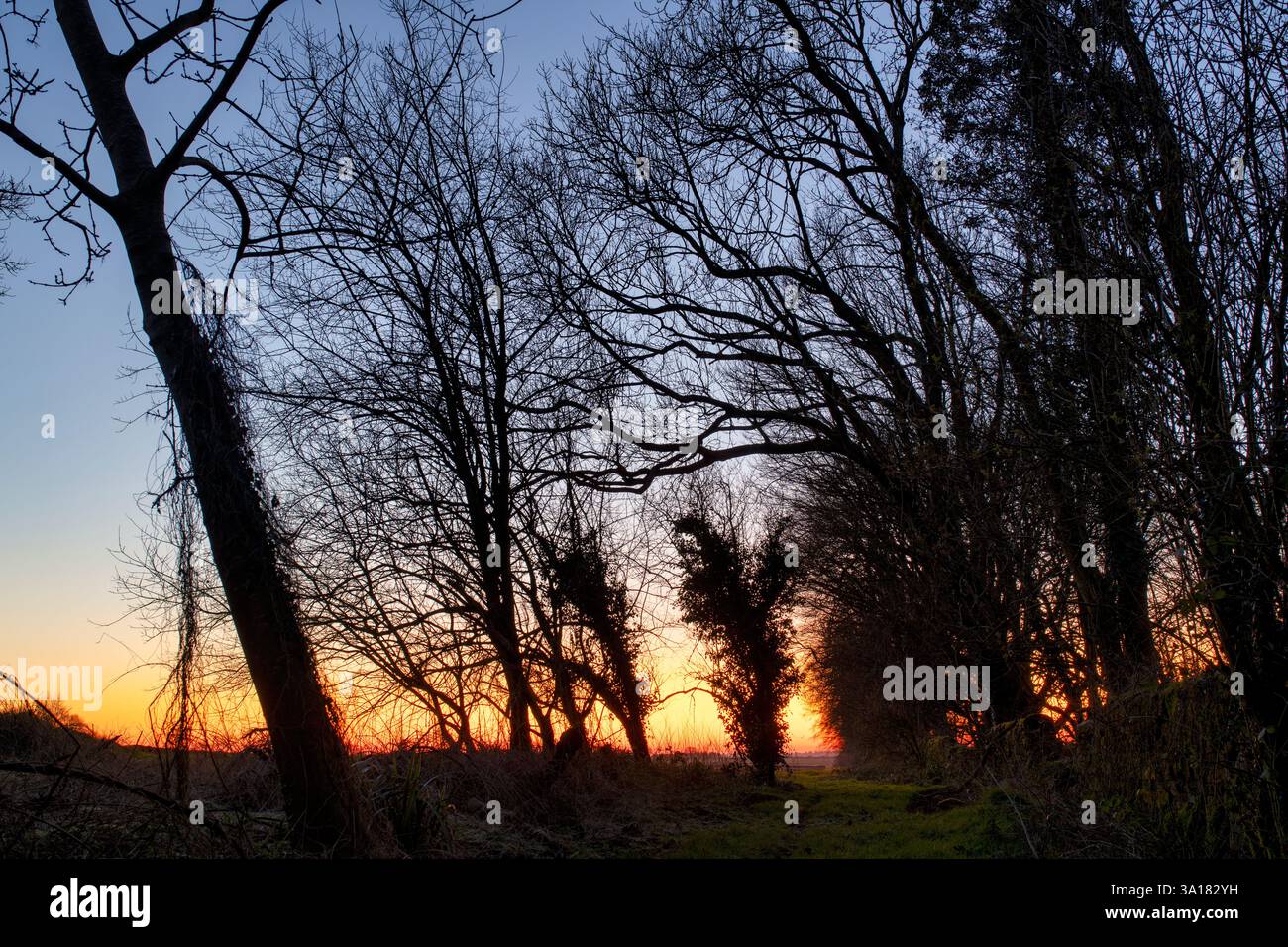 March dawn colour and silhouette trees. Oxfordshire. Cotswolds. England ...