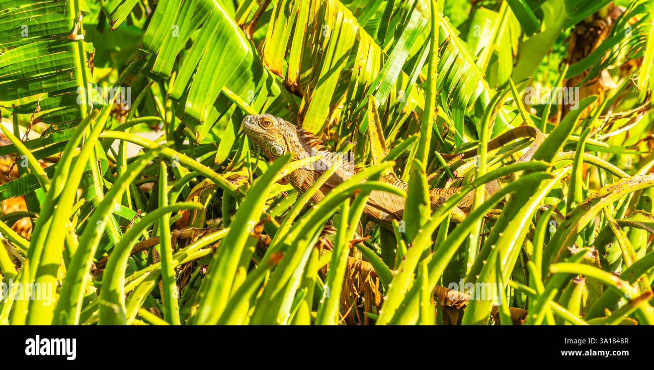 Iguana hiding in the vegetation on the island of Saint Martin in the ...