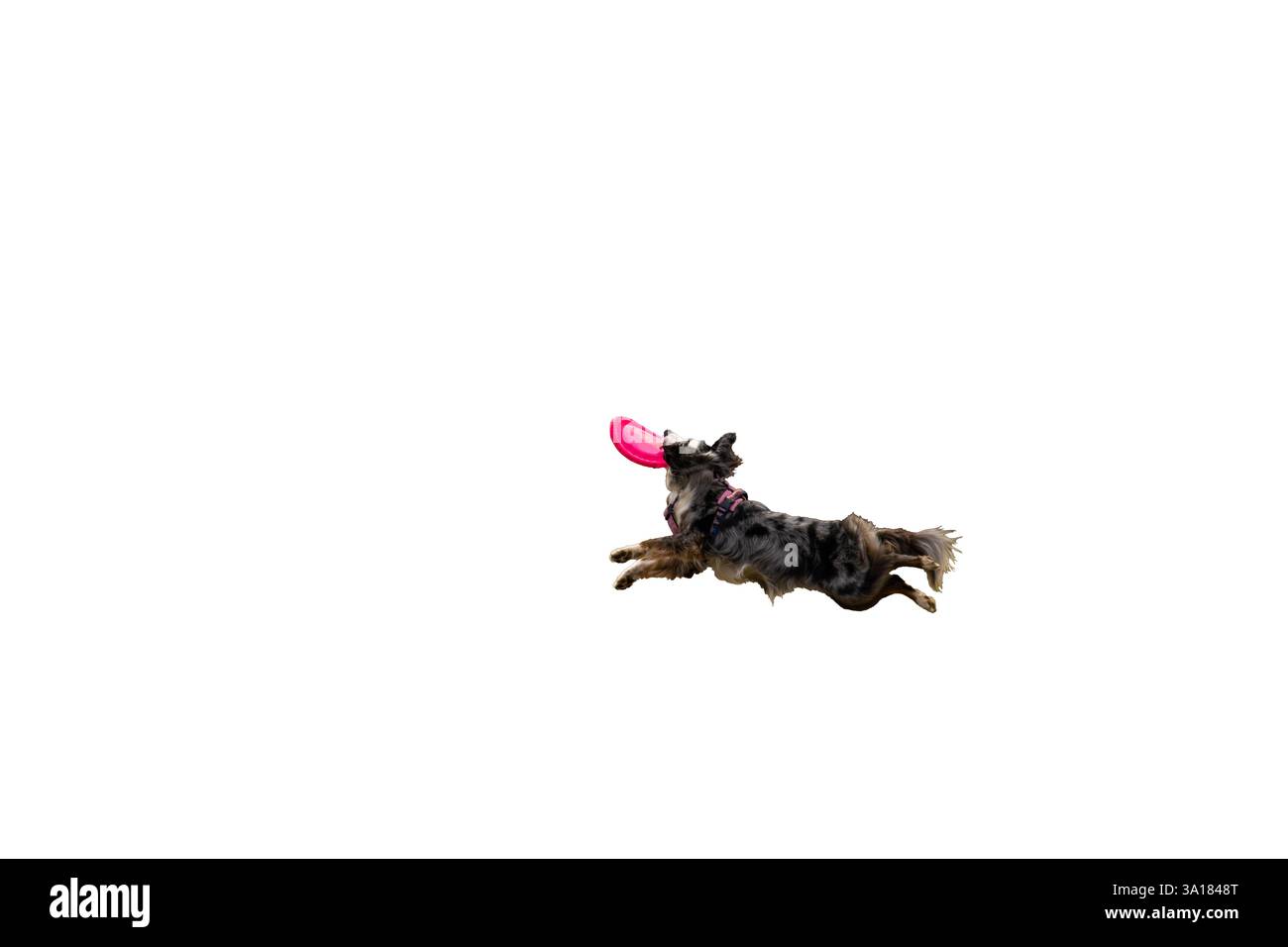 Labrador retriever retrieving in Cut Out Stock Images & Pictures - Alamy