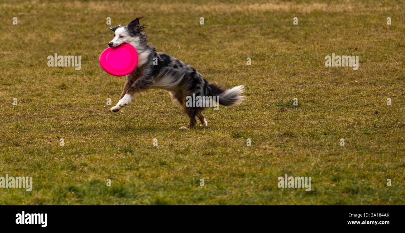 Playing with a dog on the lawn, throwing darts to a dog, a dog catching ...