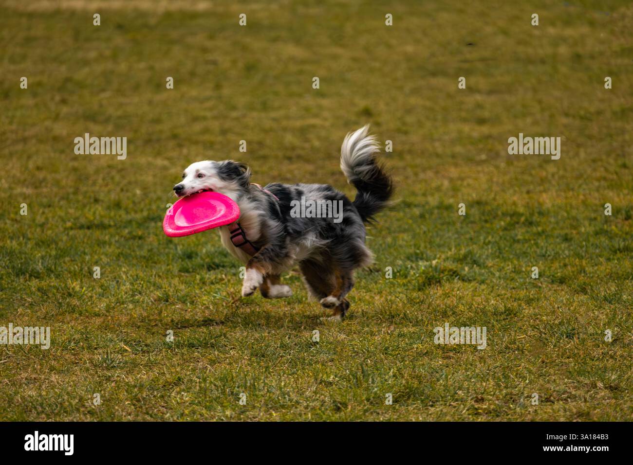 Playing with a dog on the lawn, throwing darts to a dog, a dog catching ...