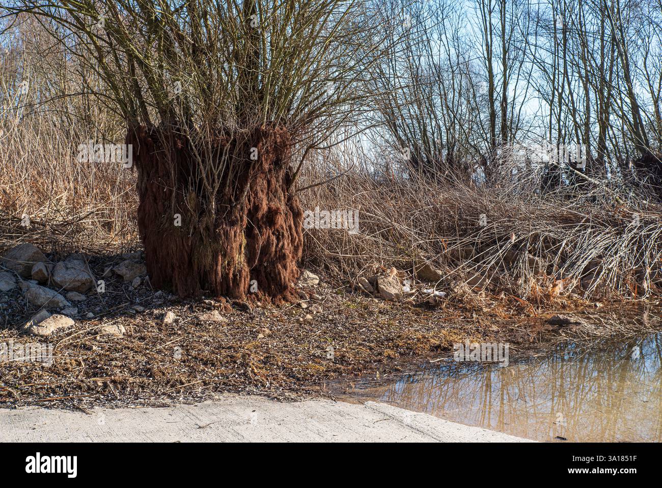 Lac d'orient and its vegetation in winter, reservoir lake of the Seine ...