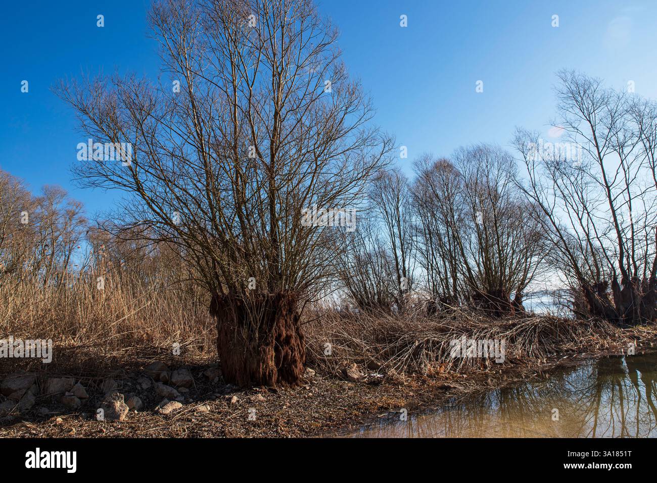 Lac d'orient and its vegetation in winter, reservoir lake of the Seine ...