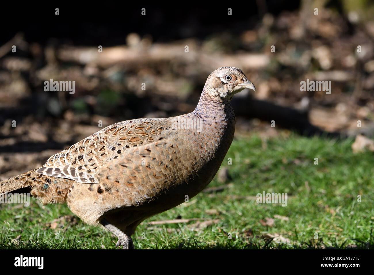 Side profile of female pheasant walking Stock Photo - Alamy