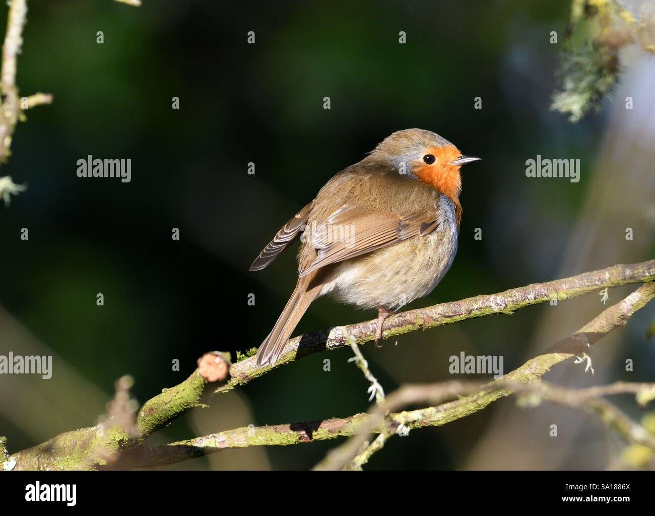 Robin posing sidewards on branch with dark green background Stock Photo ...