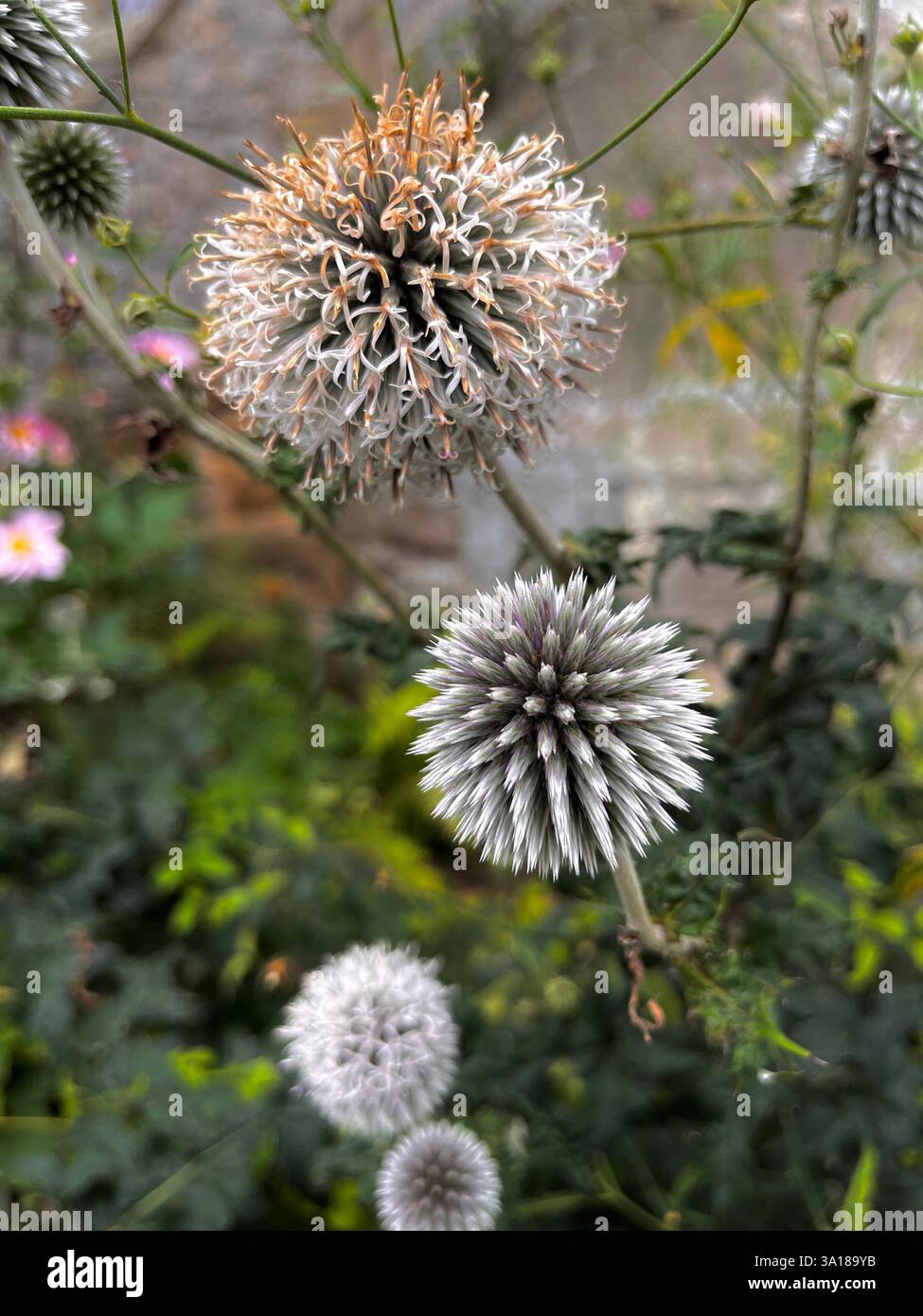 Great globe thistle flower heads both with, and without, flowers in the ...