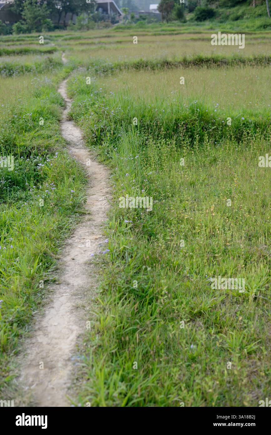 A narrow dirt path running through a grass field Stock Photo - Alamy
