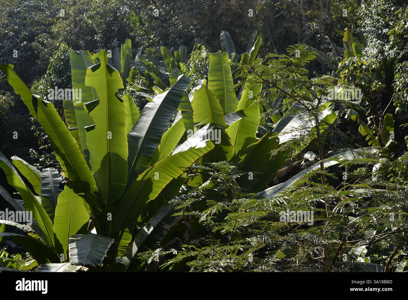 Wild banana leaves growing in the forest Stock Photo - Alamy