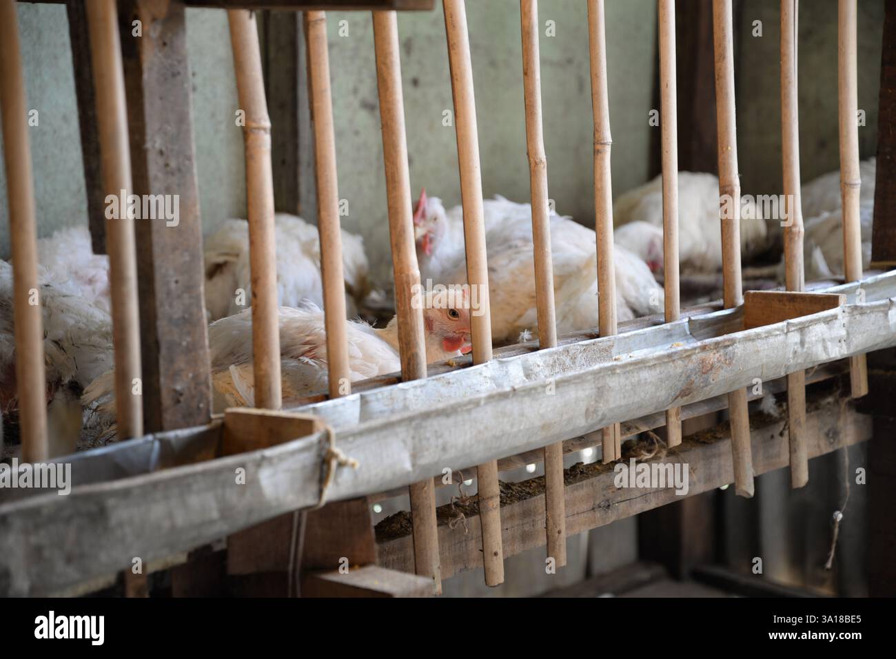 Enclosed setup hi-res stock photography and images - Alamy