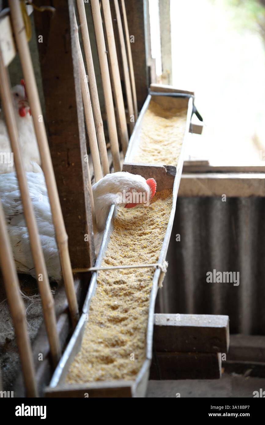 Chicken feeding in a indoor coop Stock Photo - Alamy