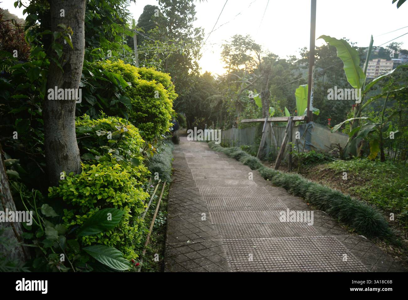 A paved pathway is surrounded by lush greenery in a peaceful park ...