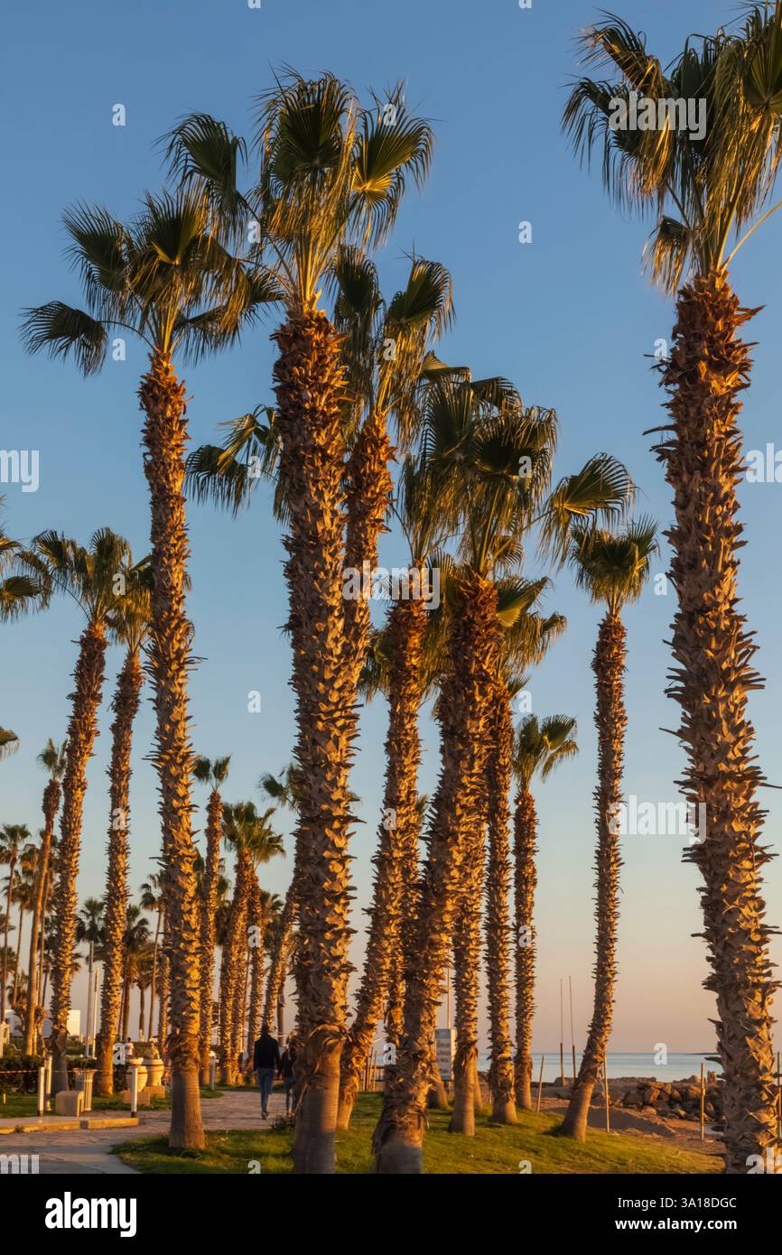 Cyprus, Paphos, Beachfront Path and Palm Trees Stock Photo - Alamy