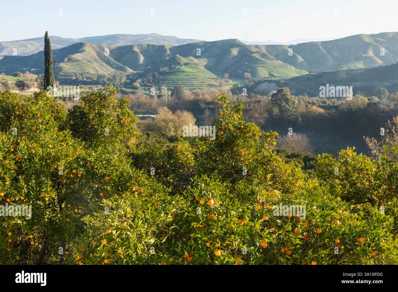 Cyprus, Paphos, Paphos District, Polis, Orange Trees Stock Photo - Alamy