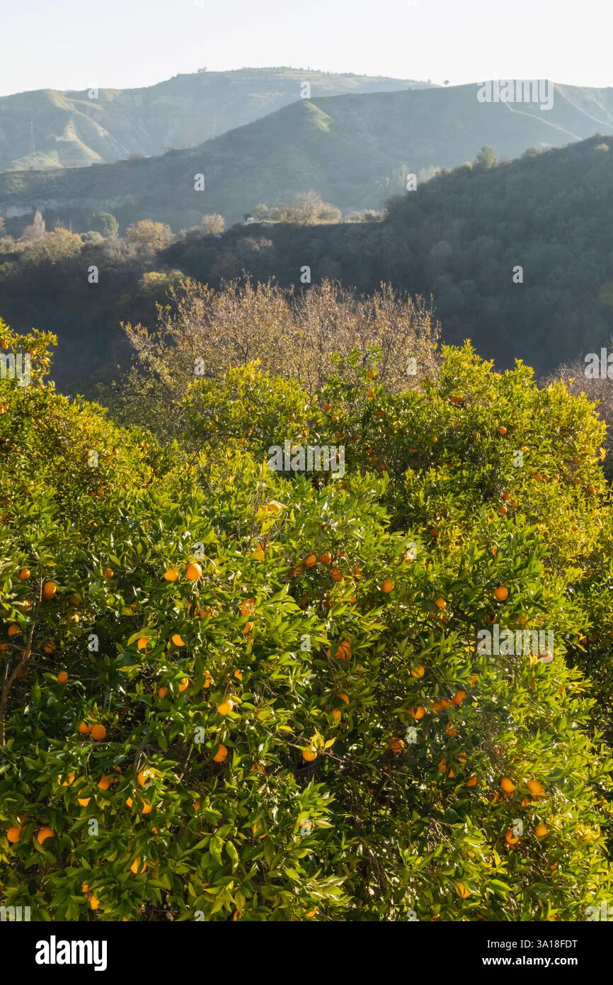 Cyprus, Paphos, Paphos District, Polis, Orange Trees Stock Photo - Alamy