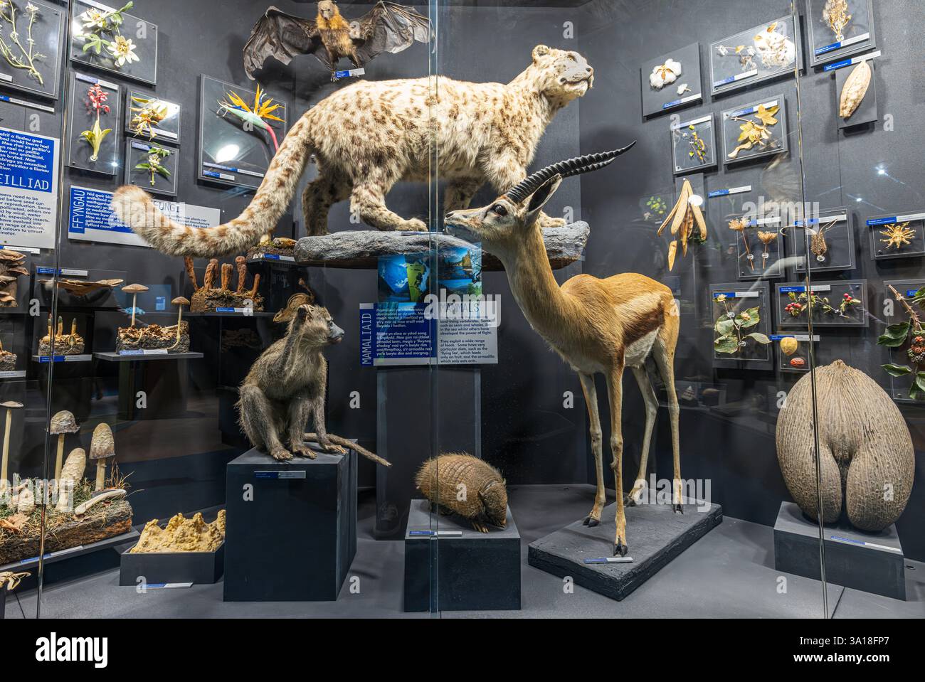 Display of stuffed animals at the National Museum, Cardiff, Wales, UK ...
