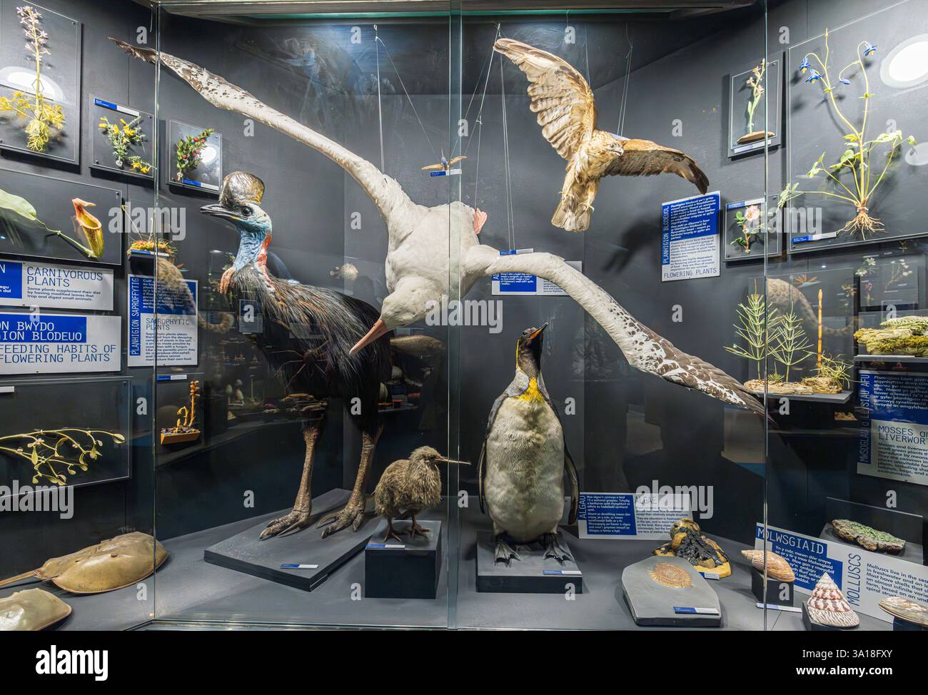 Display of stuffed animals at the National Museum, Cardiff, Wales, UK ...