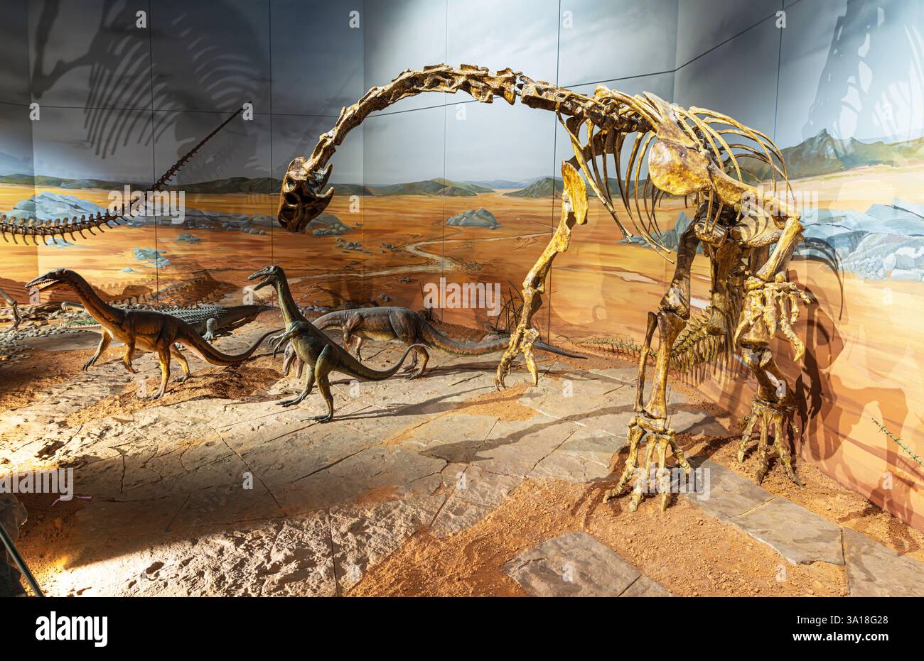Plateosaurus skeleton cast on display at the National Museum, Cardiff ...