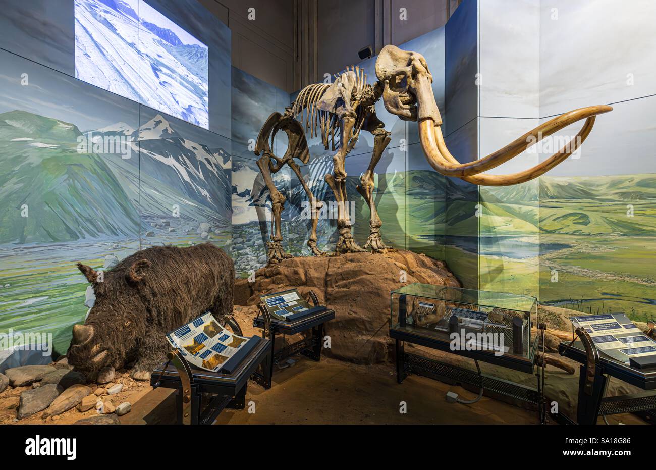 Woolly mammoth skeleton at the National Museum, Cardiff, Wales, UK ...