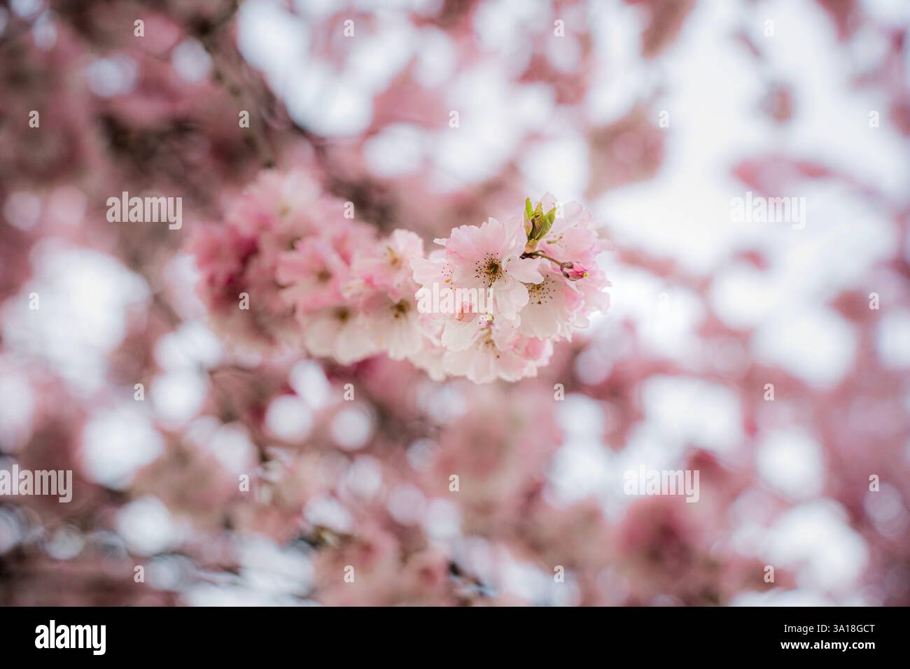 Kirschbaum baum hi-res stock photography and images - Alamy