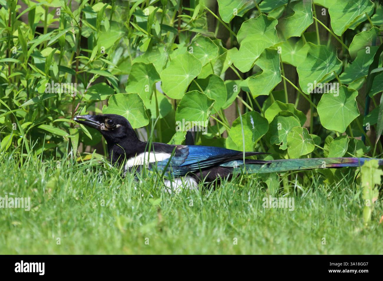 Elster / Eurasian magpie / Pica pica pica Stock Photo - Alamy
