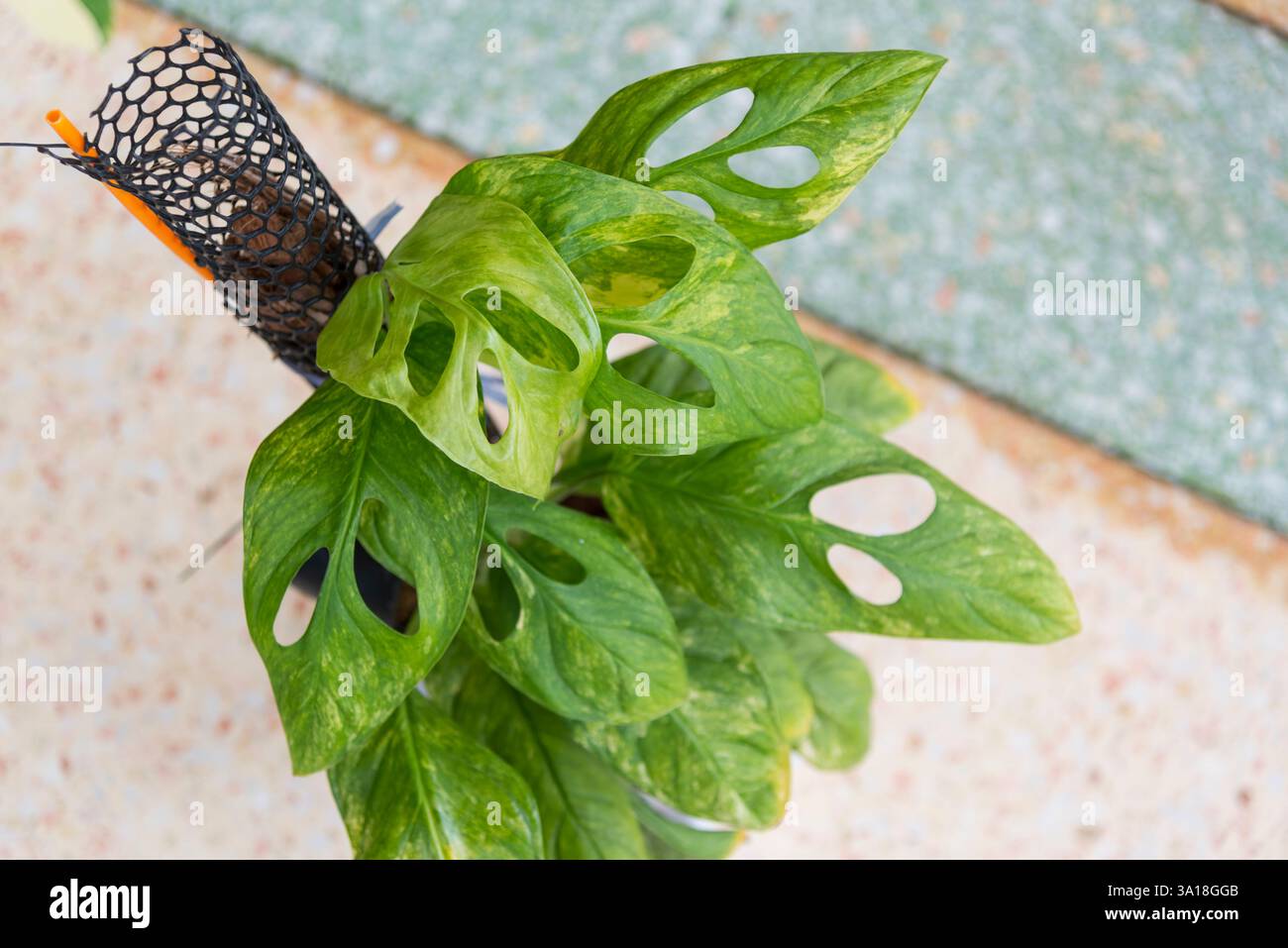 Closeup to monstera obliqua mayuna variegated in the pot Stock Photo ...