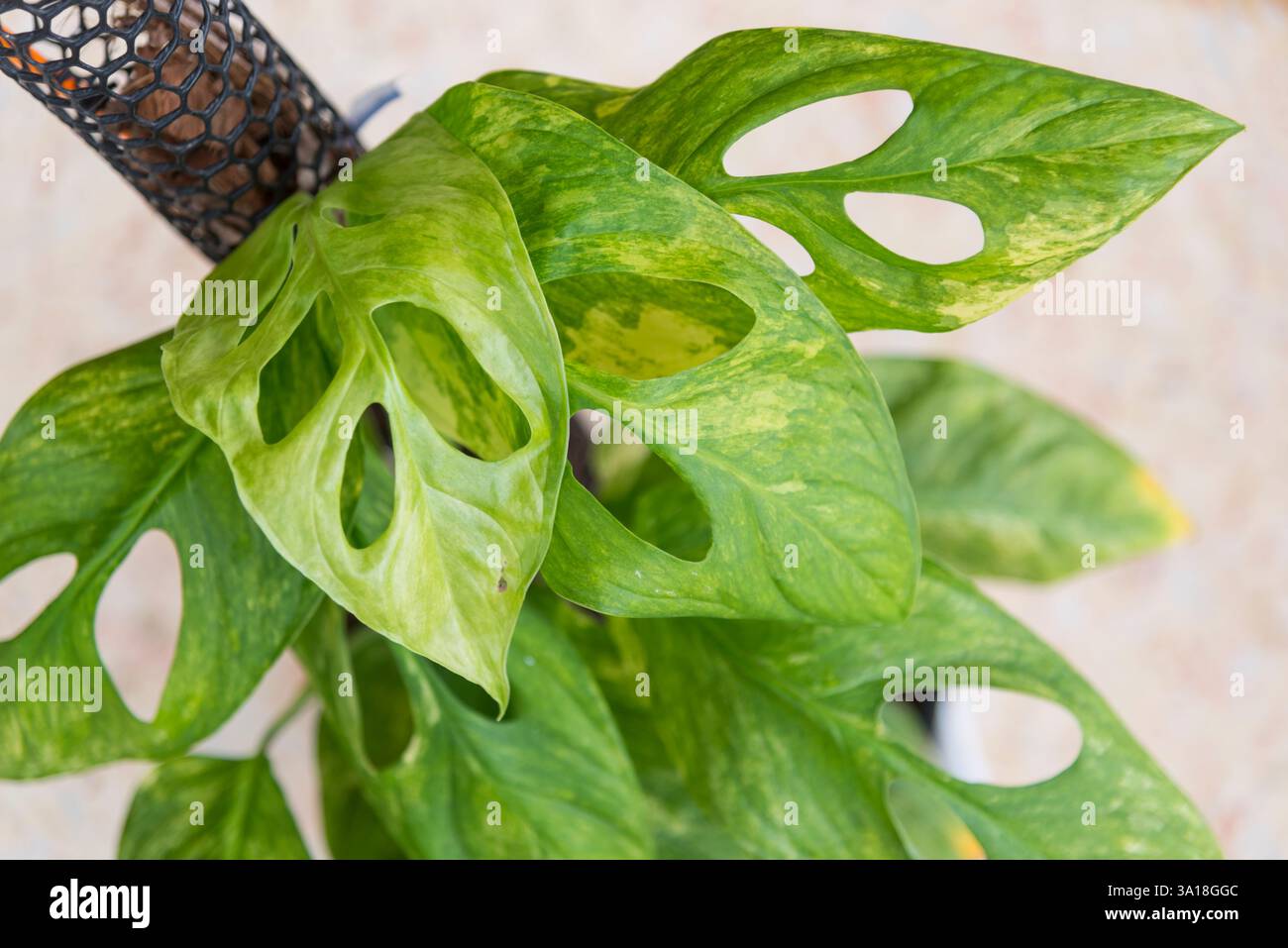 Closeup to monstera obliqua mayuna variegated in the pot Stock Photo ...