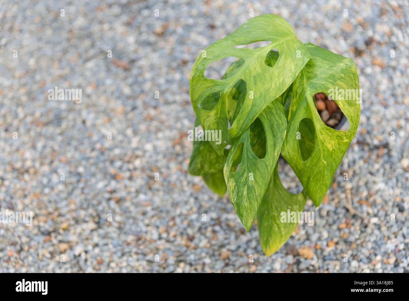 Closeup to monstera obliqua mayuna variegated in the pot Stock Photo ...