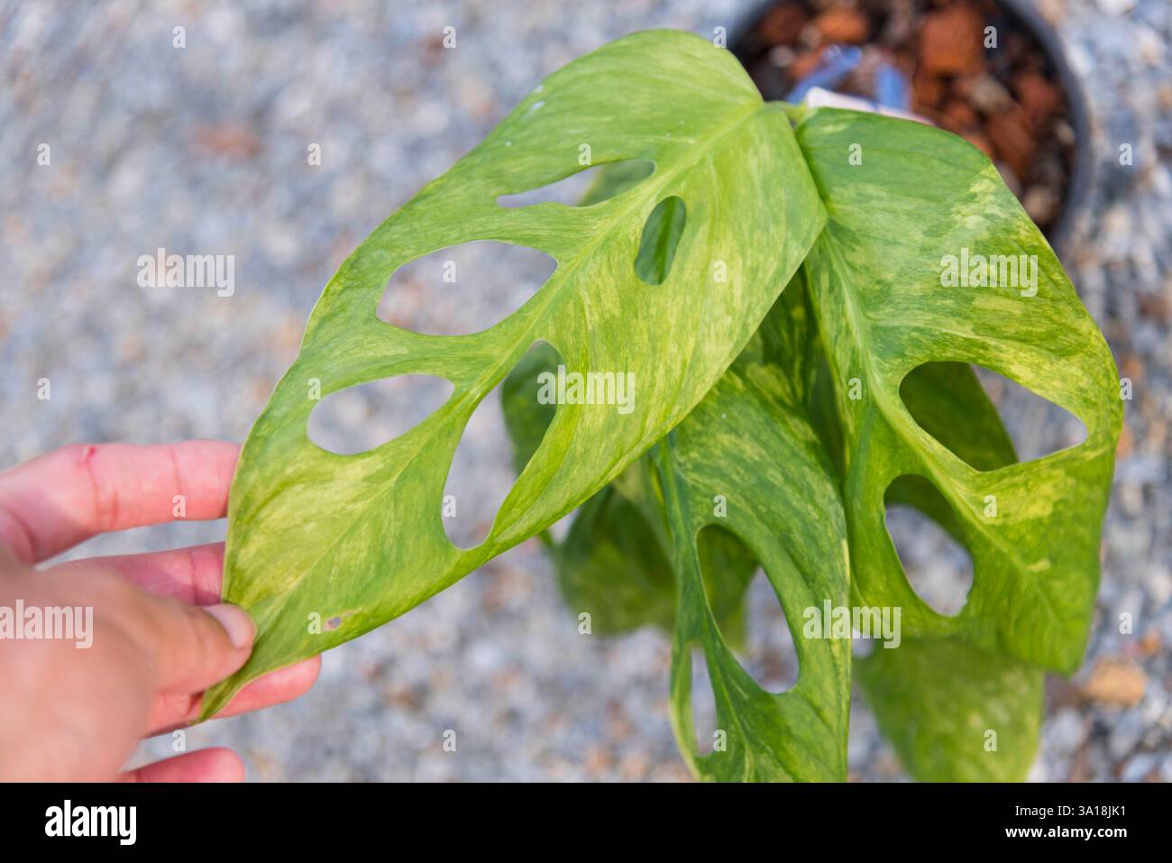 Closeup monstera obliqua mayuna variegated hi-res stock photography and ...