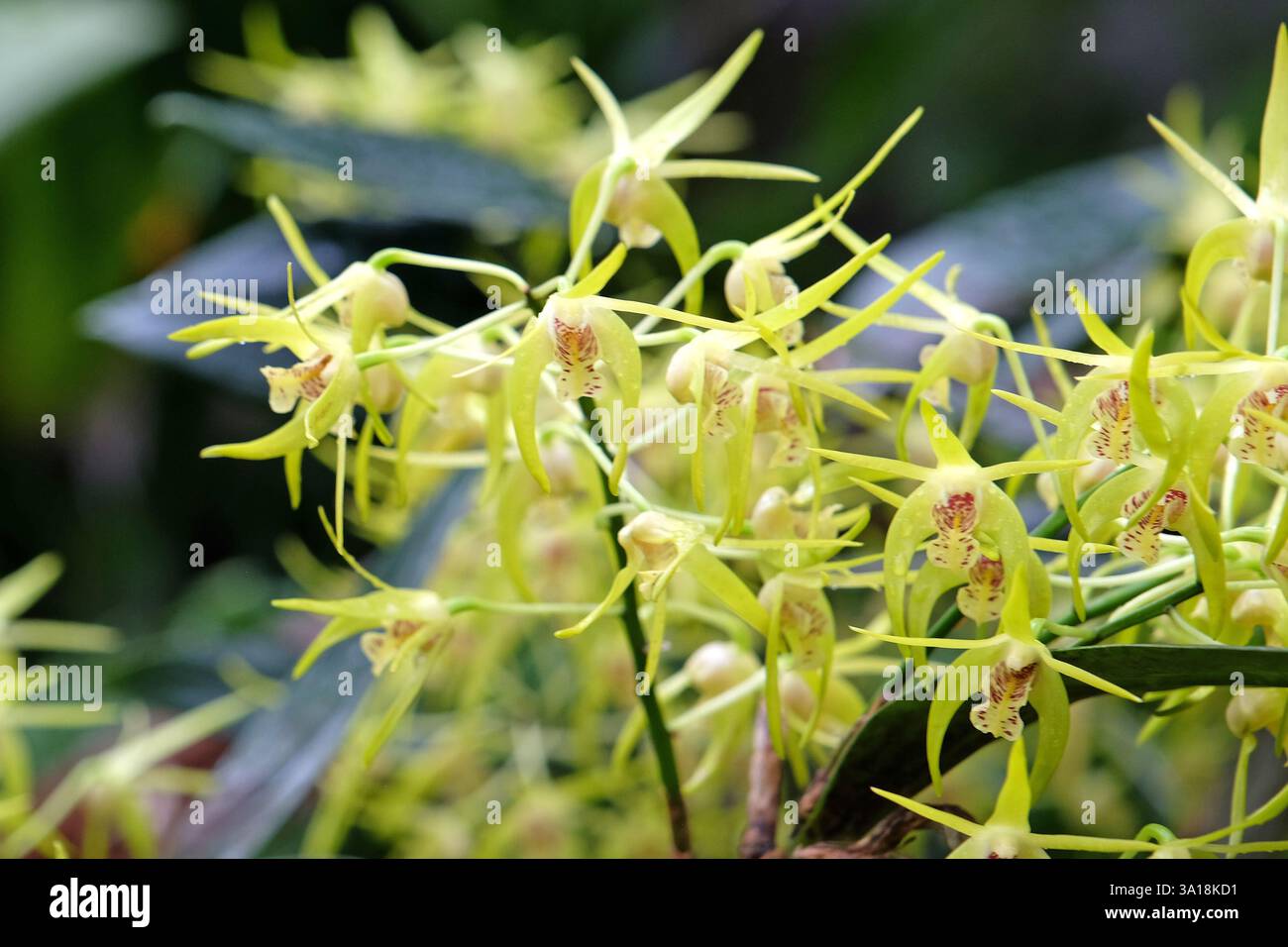 Yellow Dendrobium Hilda Poxon orchid in flower Stock Photo - Alamy