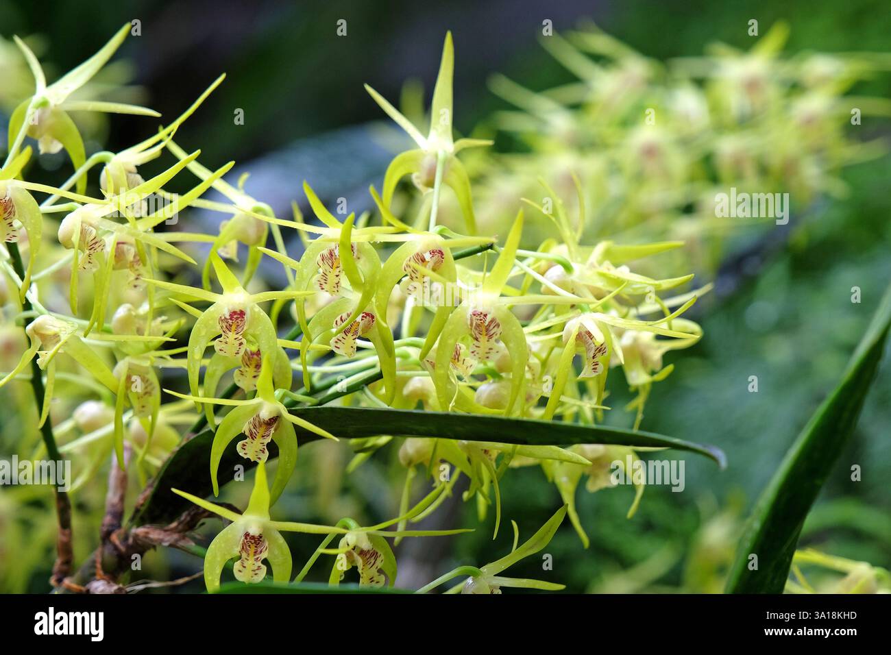 Yellow Dendrobium Hilda Poxon orchid in flower Stock Photo - Alamy