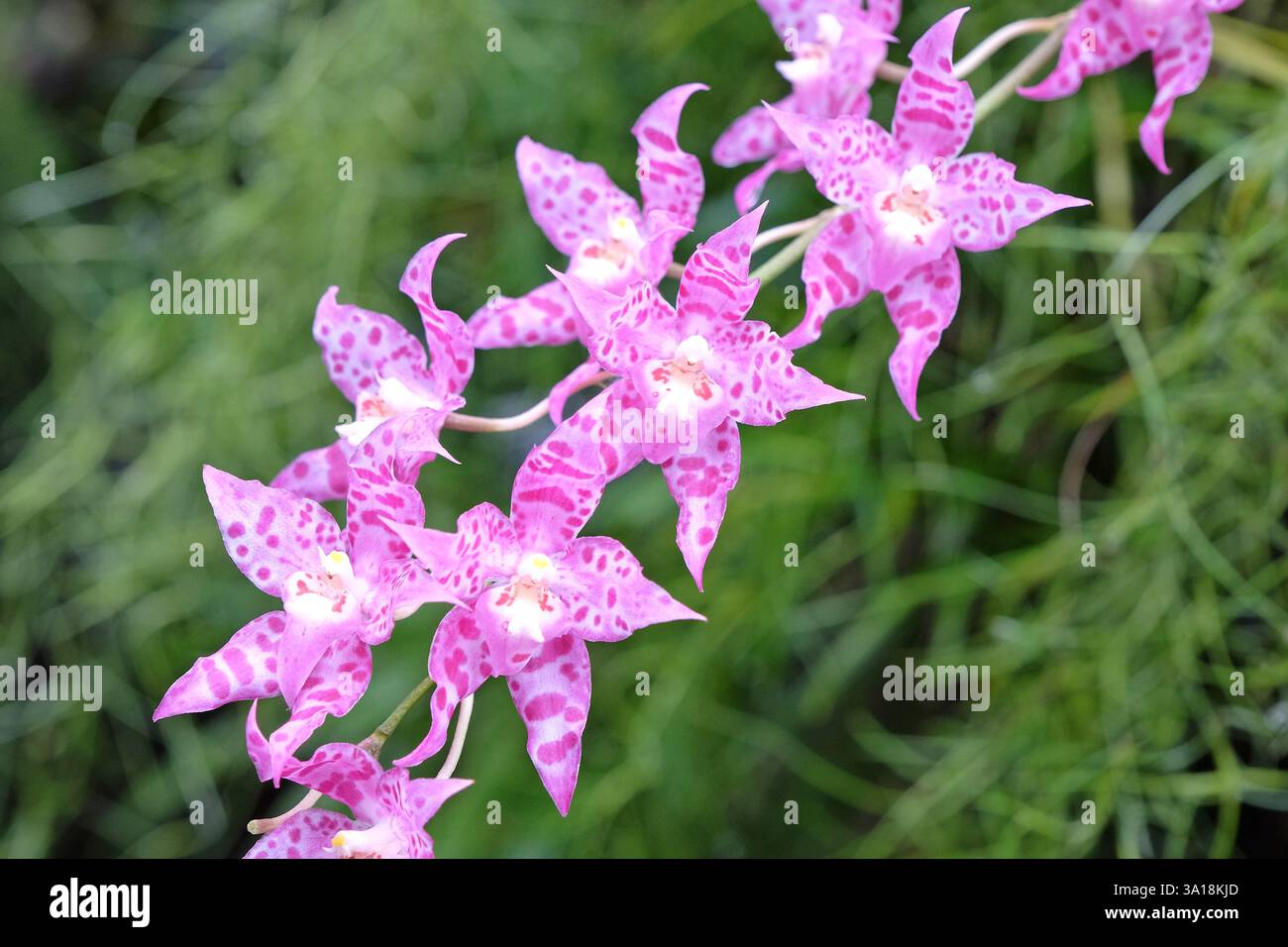 Purple and pink speckled Oncidium Heatonensis, dancing lady orchid in ...